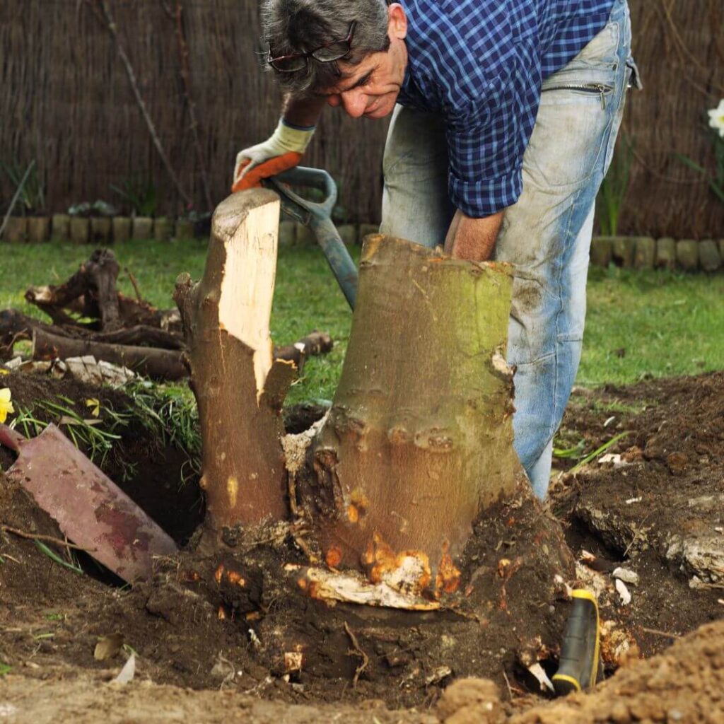 How To Remove a Tree Stump | 5 Methods | Chip It Guy